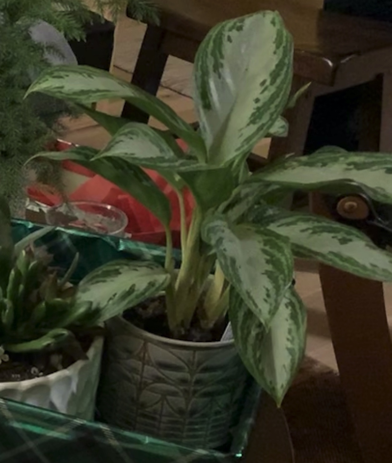 Thinking Out Cloud Update: New Post Day and . . . My Plant Greg Died ...
